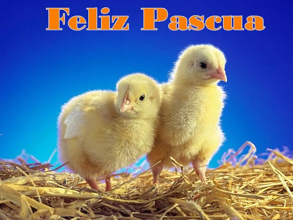 Imágenes de Pollitos de Pascua: las mejores imágenes de Pollitos de Pascua