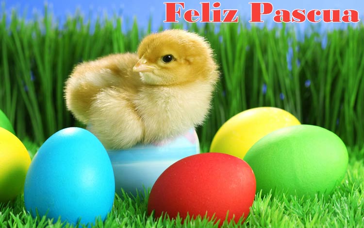 Imágenes de Pollitos de Pascua: las mejores imágenes de Pollitos de Pascua