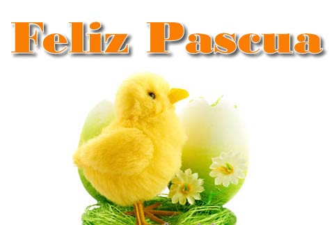 Imágenes de Pollitos de Pascua: las mejores imágenes de Pollitos de Pascua